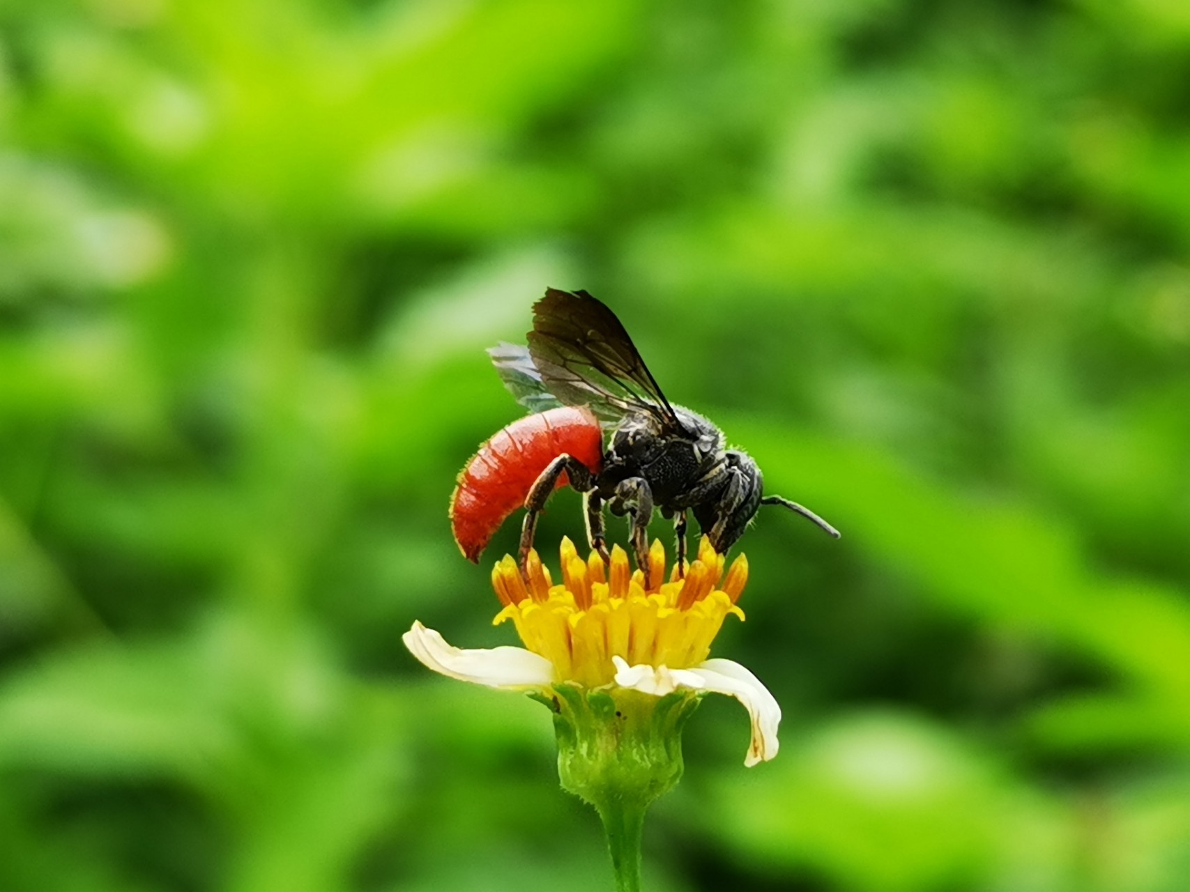 mate30超级微距,30超级夜景,超级微距_大山谷图库
